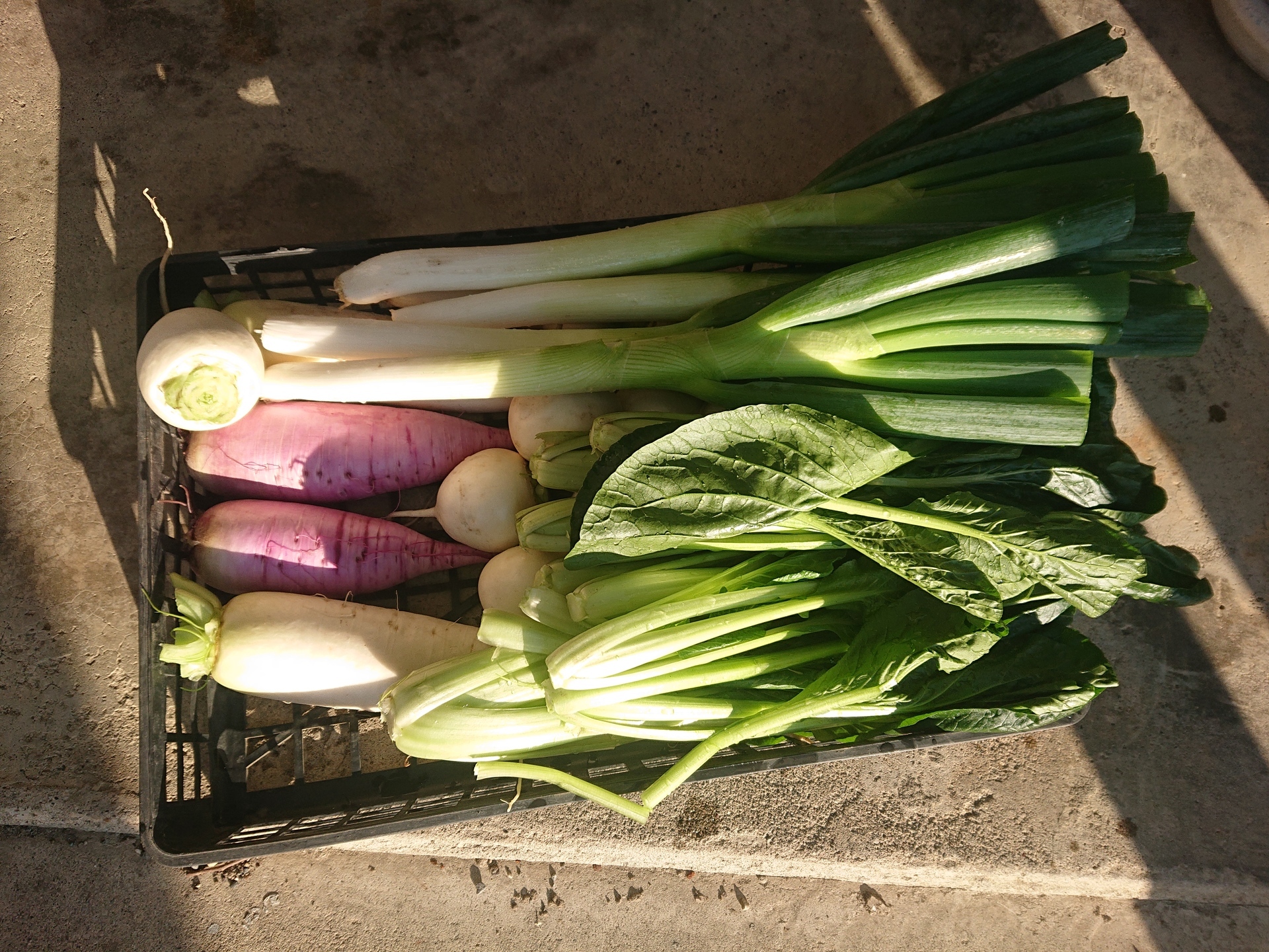 大量野菜: HPT Ver.2